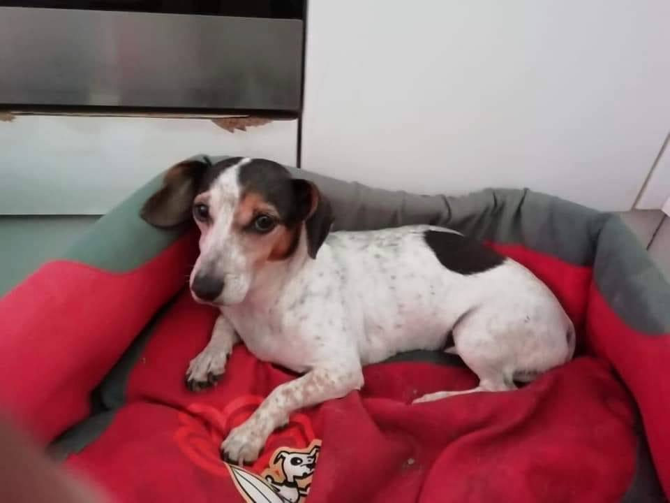Western Cape - Dachshunds in need in South Africa
