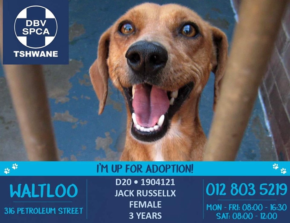 Pretoria - Dachshunds in need in South Africa