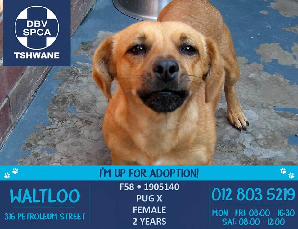 Pretoria - Dachshunds in need in South Africa
