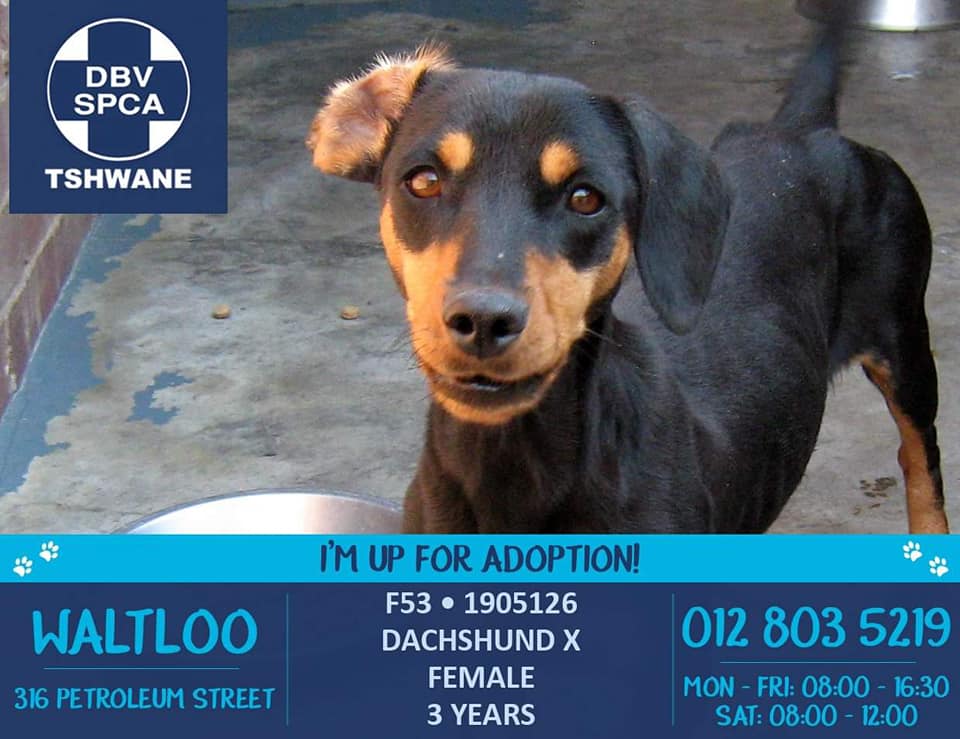 Pretoria - Dachshunds in need in South Africa