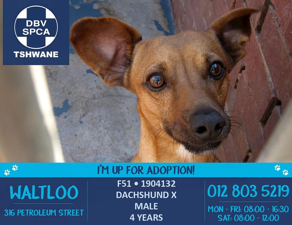 Pretoria - Dachshunds in need in South Africa