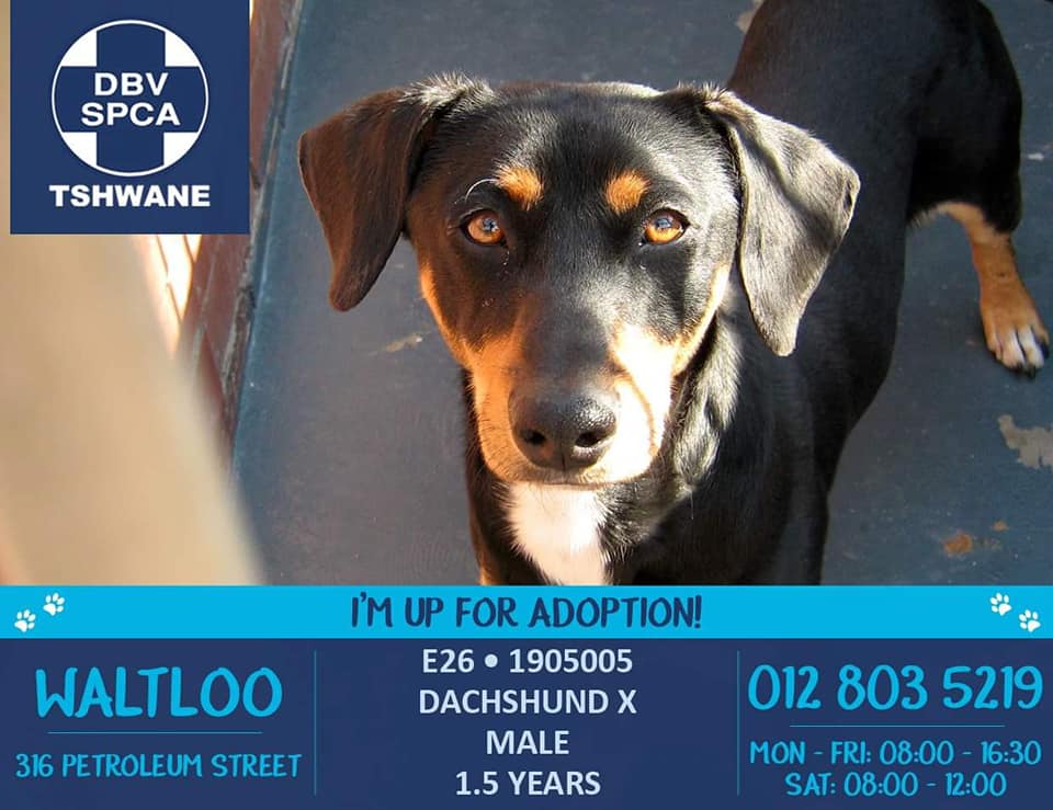 Pretoria - Dachshunds in need in South Africa