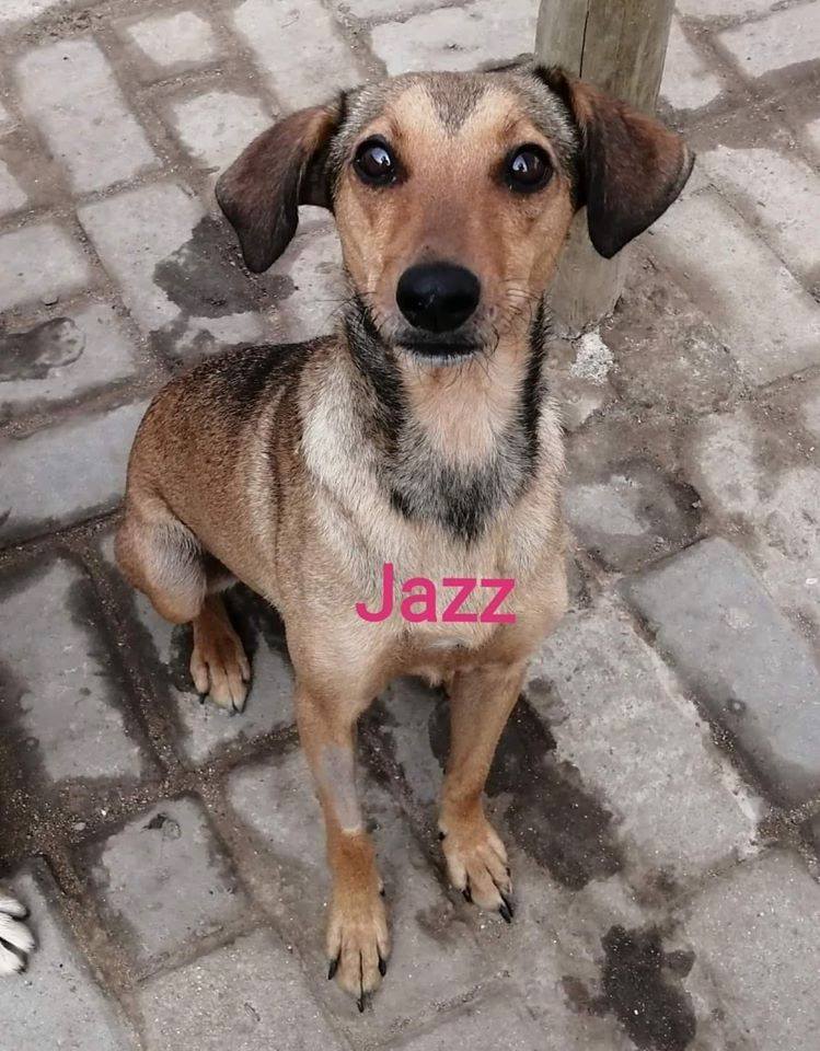 Western Cape - Dachshunds in need in South Africa