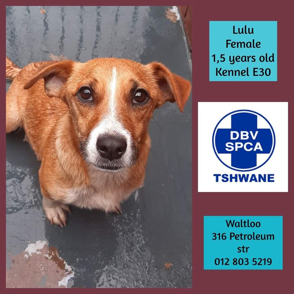 Pretoria - Dachshunds in need in South Africa