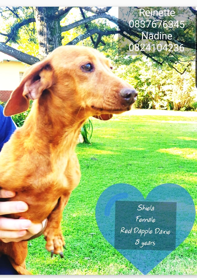 Pretoria - Dachshunds in need in South Africa