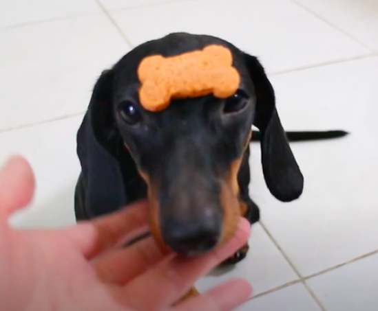 10 Easy Things You Can Do To Make Your Dog Happier Dachshunds In Need 