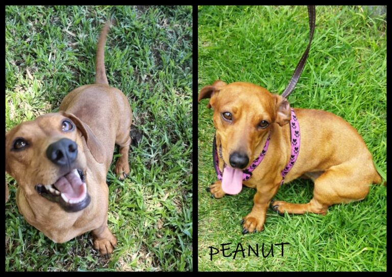 Pretoria - Dachshunds in need in South Africa